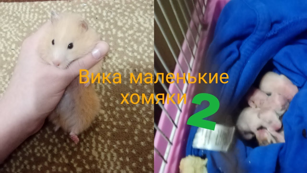 Вика маленькие хомяки 2