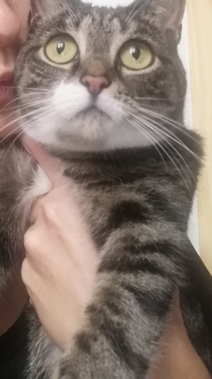 на кухне с кошкой