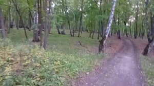 Жигулёвск. Лес. Летом здесь пешком, а зимой на лыжах.