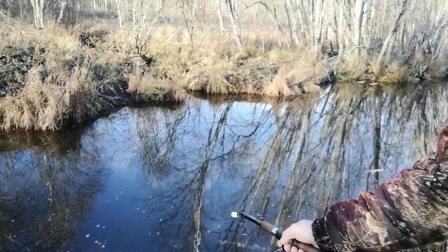 Плотина БОБРОВ❗