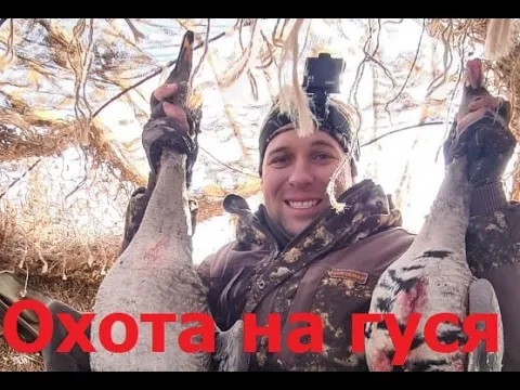 Как манить гуся Весенняя охота в московской области на гуся 2021