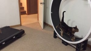 Коты на беговой дорожке