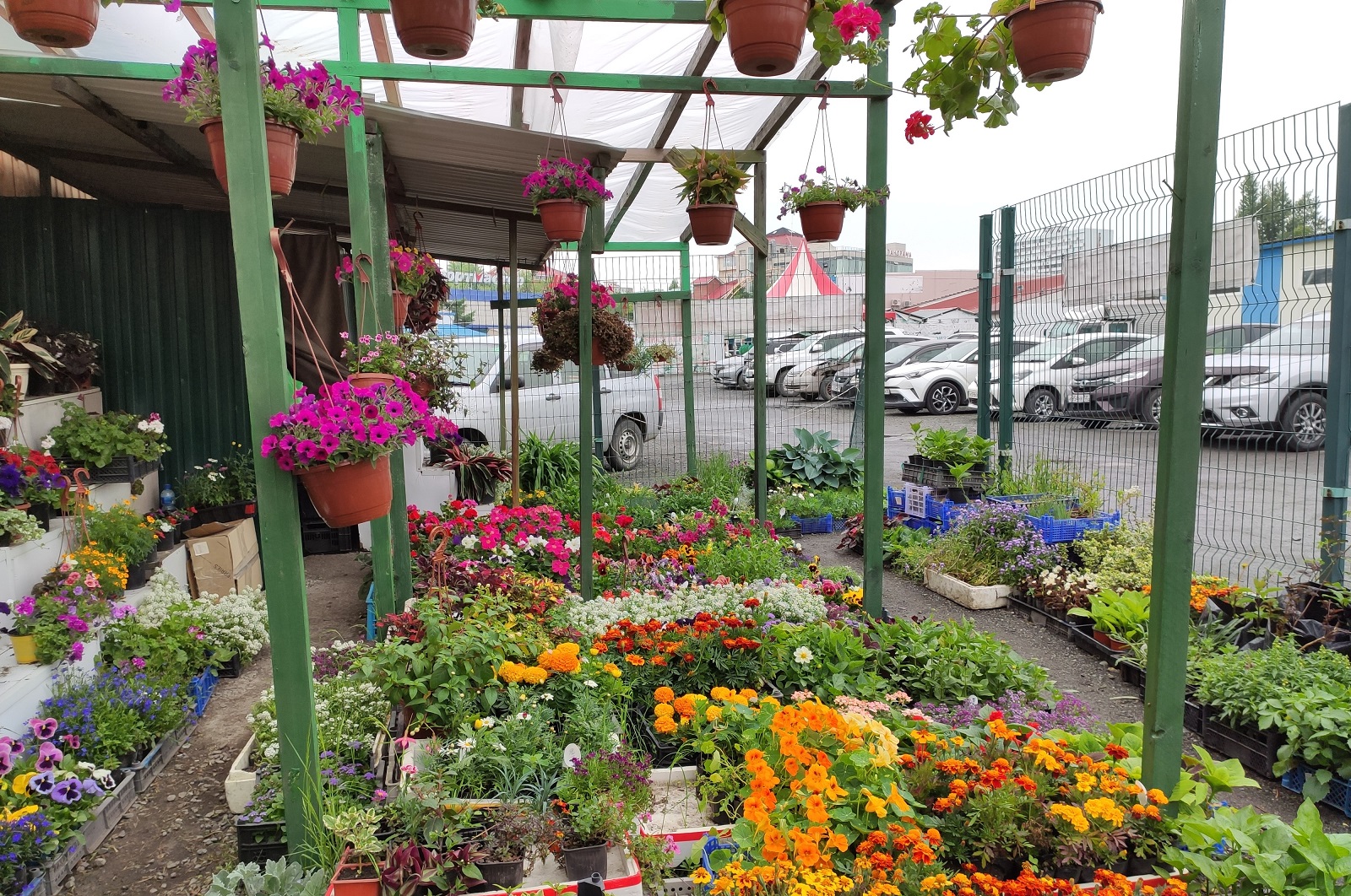 Рассада цветов. Владивосток