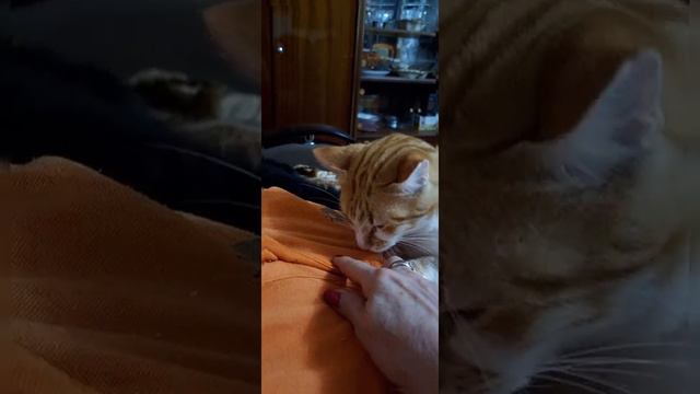 Рыжие коты, самые прикольные!