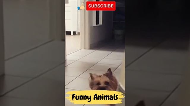 Смешные Животные
