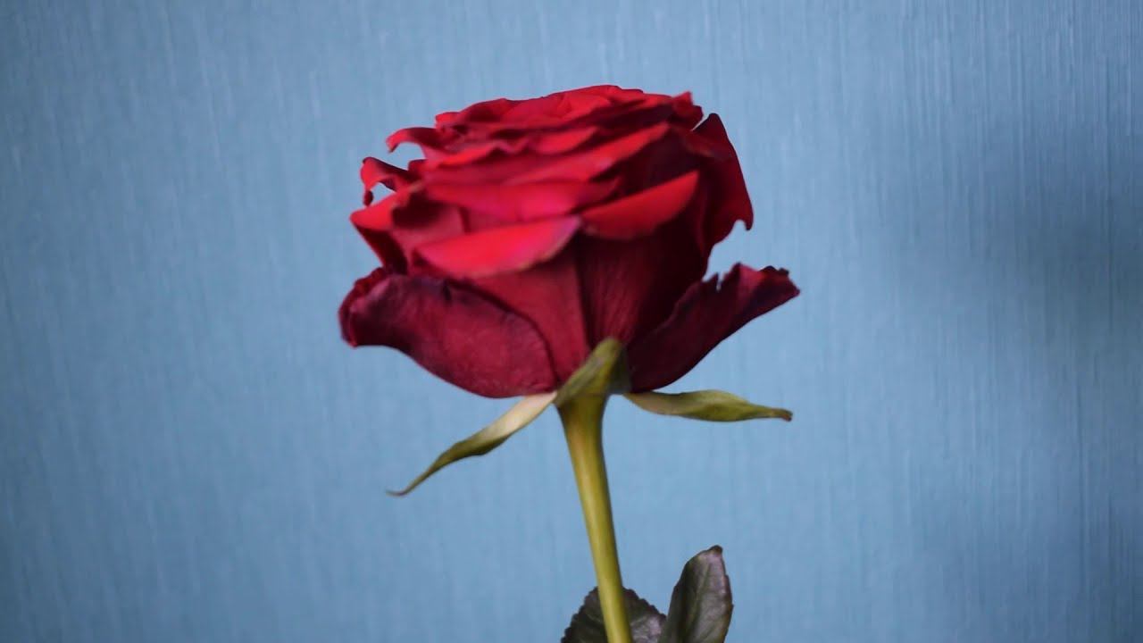 Красная роза из холодного фарфора