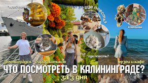 ВЛОГ ПОСЛЕДНИЕ ДНИ ЛЕТА В КАЛИНИНГРАДЕ/что посмотреть за 4 дня/ЗЕЛЕНОГРАДСК/Музей Мирового океана