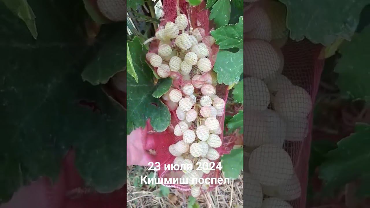 Кишмиш поспел 23 июля 2024 г.