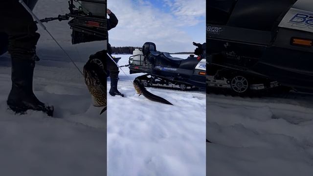 Рыбалка на щуку (о. Пяозеро)