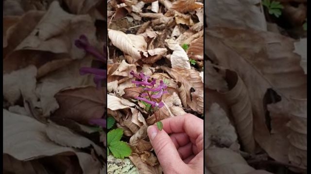 Хохлатка, лечебные свойства.