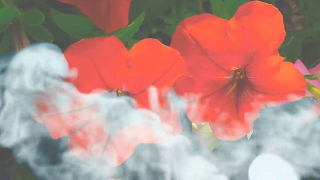 ПЕТУНИЯ ЦВЕТОК.mp4