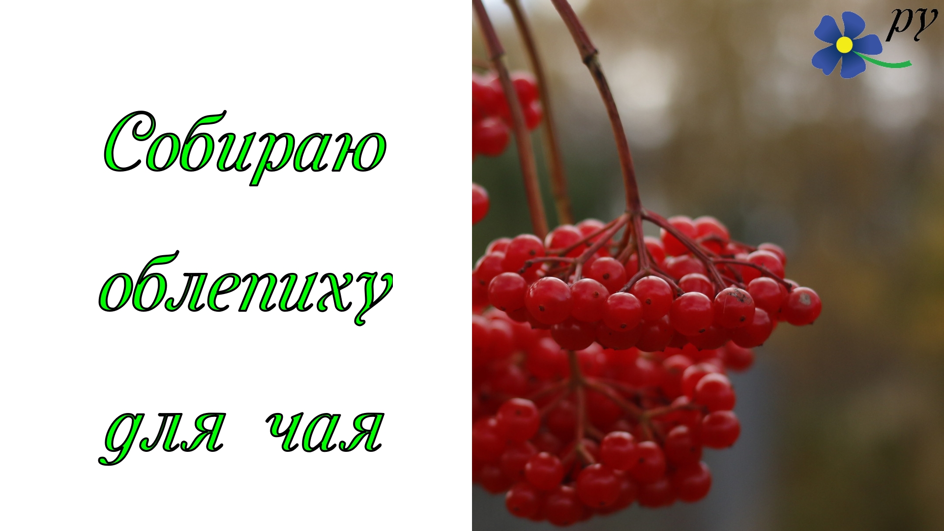 Второй урожай облепихи