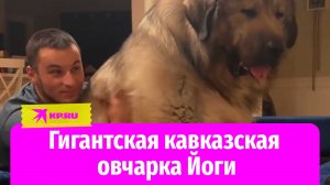 Американцы вырастили гигантскую кавказскую овчарку Йоги