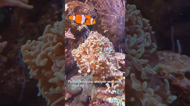 🐠🐠🐠
