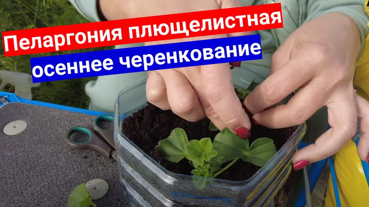 Как пересадить и начеренковать ампельную плющелистную герань
