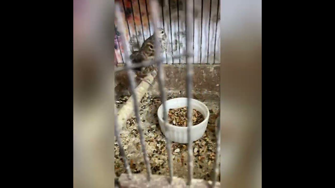 Гибридизация, гибриды щегол/канарейка,репел/канарейка 2я кладка.