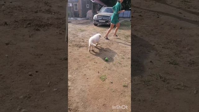 Итальянская овчарка Велес