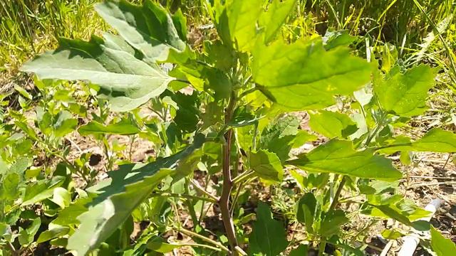 Лебеду в еду?  Да ладно!