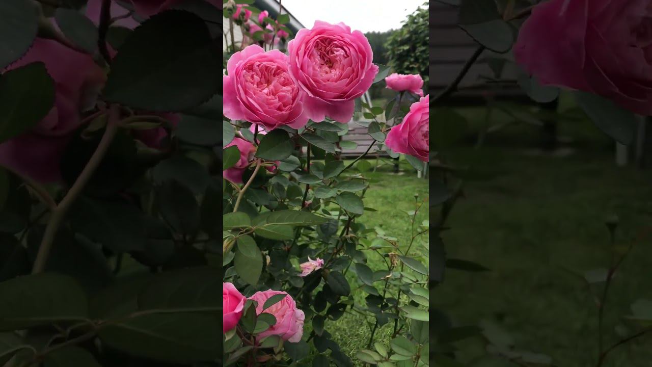 Роза Остинка!