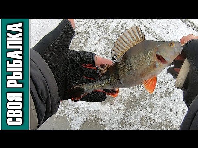 Иваньковское водохранилище, Перетрусовский залив. Отчет о рыбалке 10.01.20