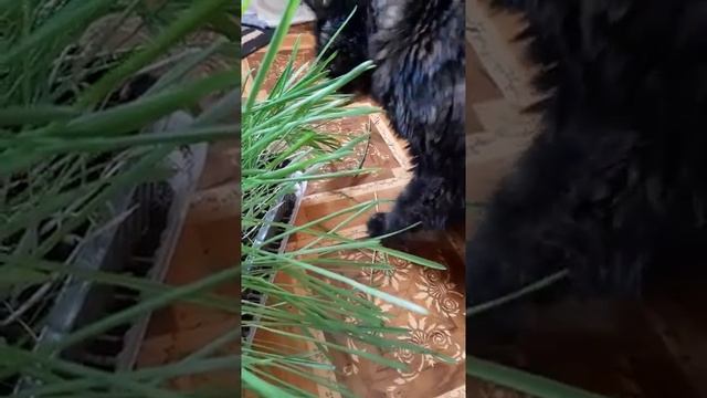 А может я кролик_! Кошка кушает траву #shorts.