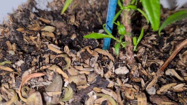 Персидский 9