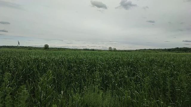 Звуки природы для релаксации, сна, медитации.