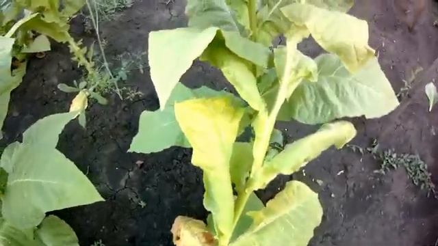 Герцеговина флор (результат,анализ,выводы).mp4