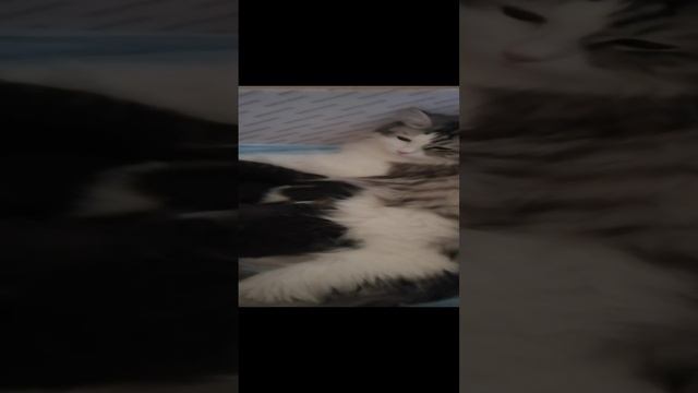 Котятам 20 дней ?