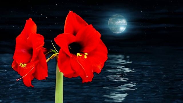 Весна пришла! [Moonlight Sonata (by Beethoven) - Beethoven - фонотека Ютуба]