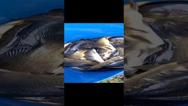 20220621_133959.mp4