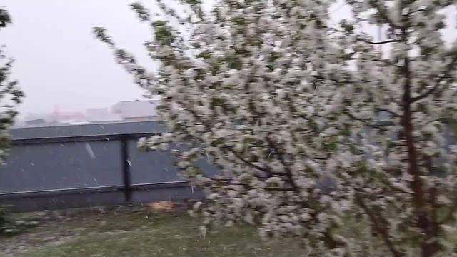 Сад цветёт, снег идёт.2024.