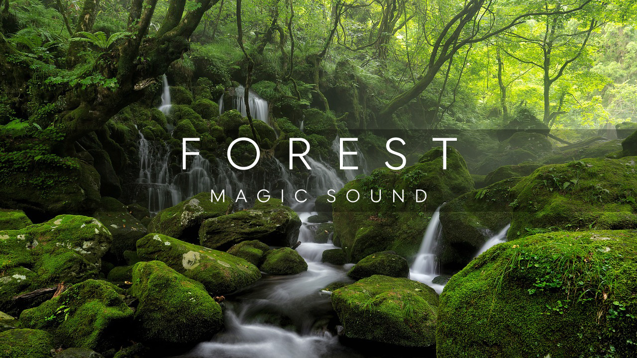 Красивые Звуки Леса