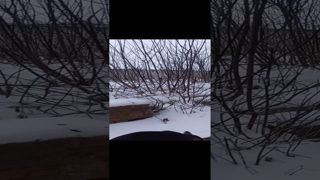 ❗4 января 2023 г. ? утро, холод, птицы❗ #shortsvideo #video #shortvideo #dogs #собака #курск #зима