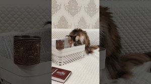 Молитва о домашних питомцах, животные, кот, собака и другие