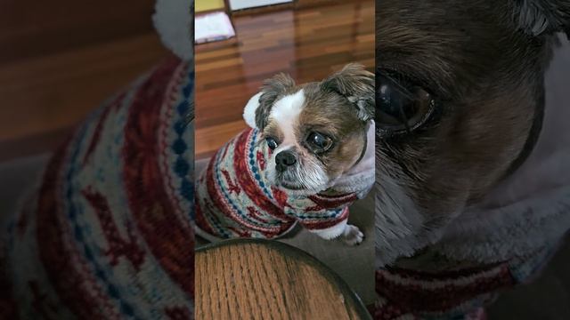 Shihtzu Senior Dog #시츄 #shihtzu #Shih Tzu #dog #senior