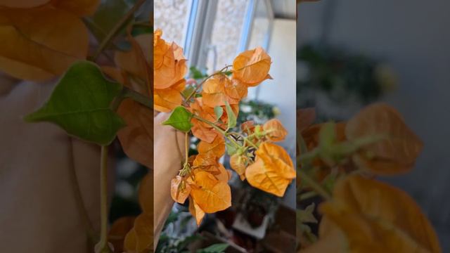 цветы на балконе 08.09.24