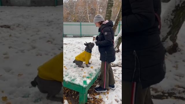 Мартин на прогулке