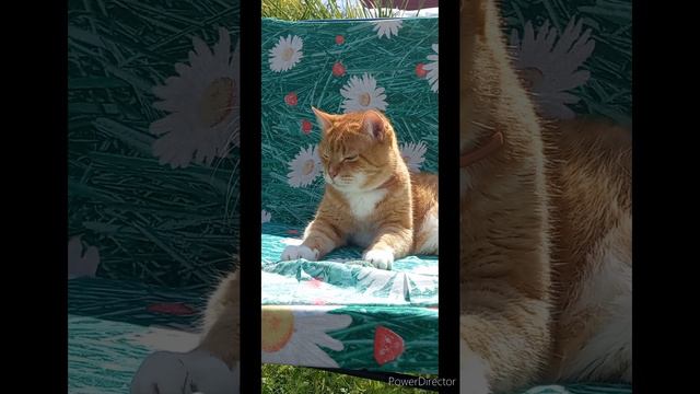 Хороший летний день.