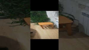 Первое знакомство с кошкой.