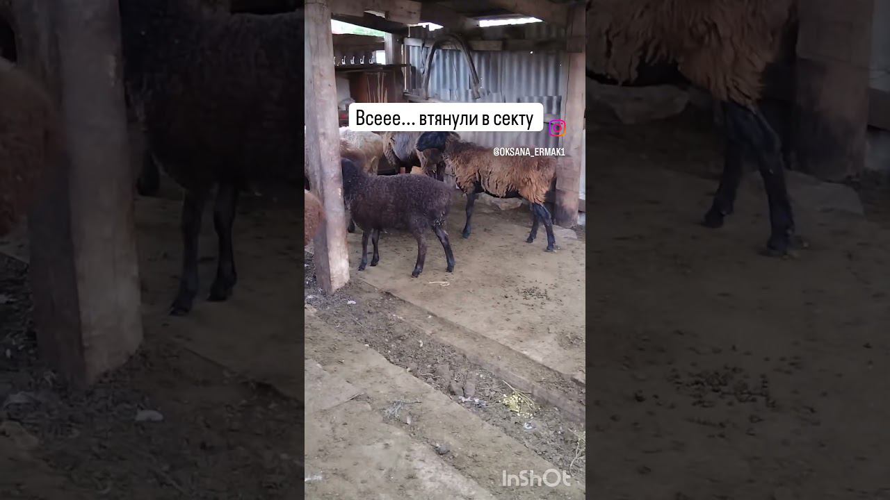 есть тут деловые? #юмор #лето #смешно
