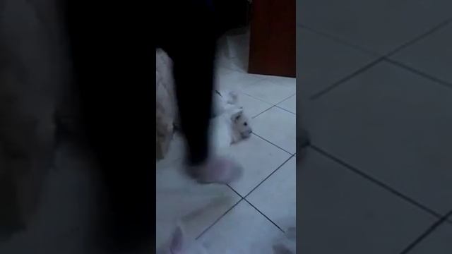 Знакомство1.mp4