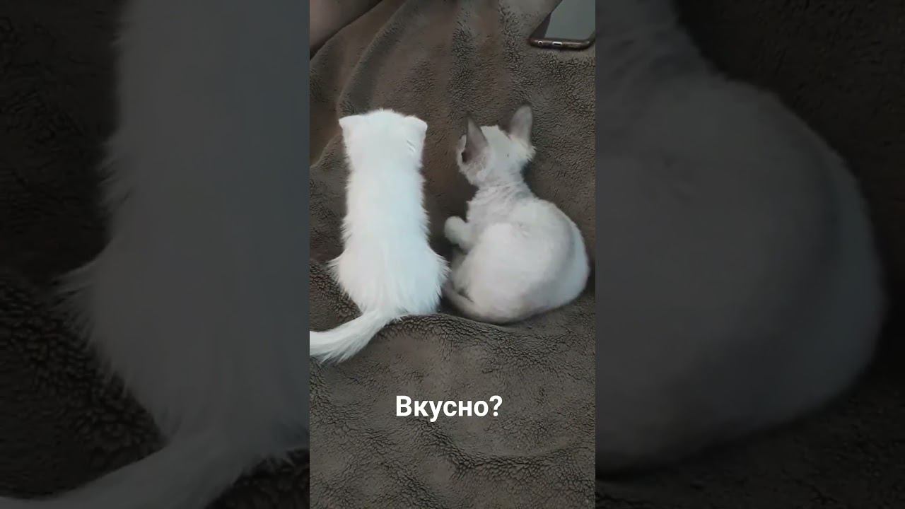 Вкусно?