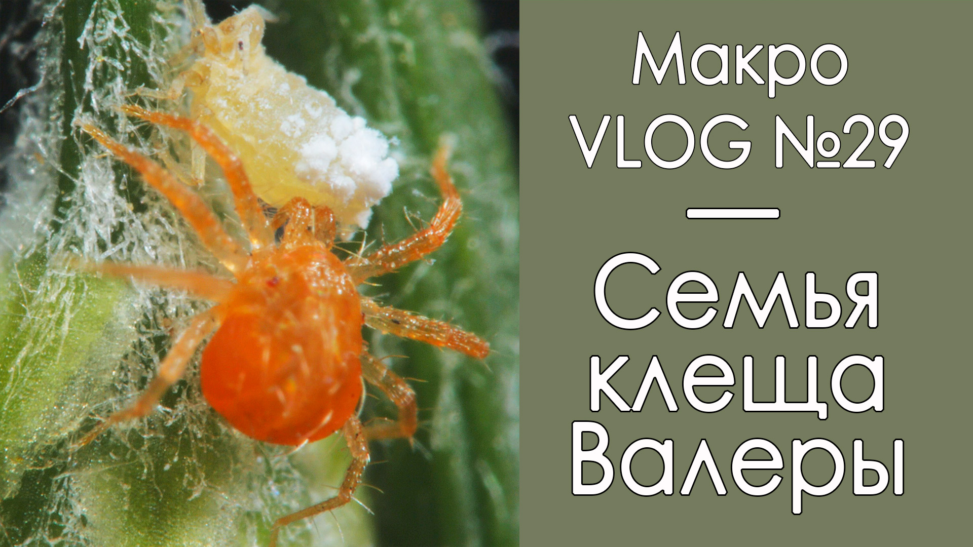 Семья клеща Валеры / МакроVLOG29 / Микропланета
