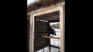 Говорящий ворон
