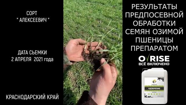 Отличный результат применения удобрения "Золото полей" на пшенице. Сорт Алексеевич.mp4