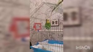 Кеша играется сам с собой 🦜🐦