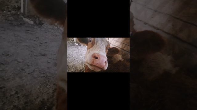Эдит коровы.Спойлер к 6 серии!