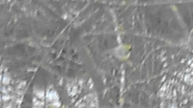 Синицы 54844854 DSCN4994