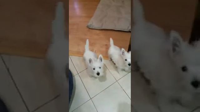 2х месячный щенок.mp4